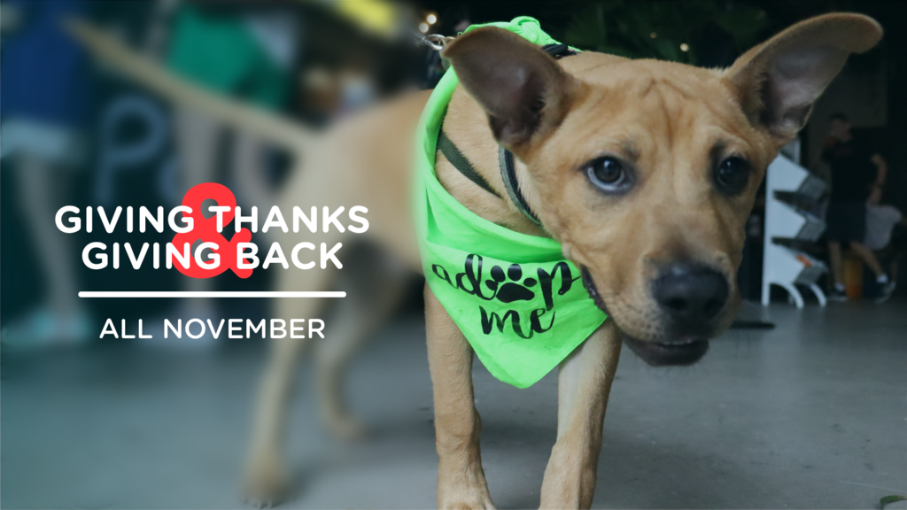 Giving Thanks & Giving Back - Round Trip Brewing Co.